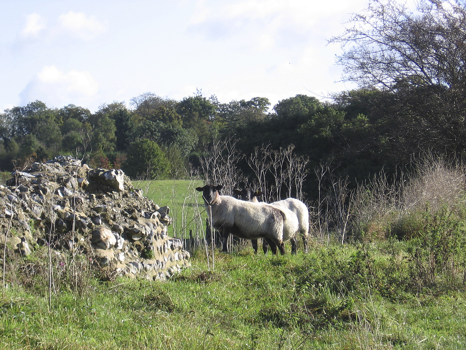Sheep Among the Ruins - Roman Footprints