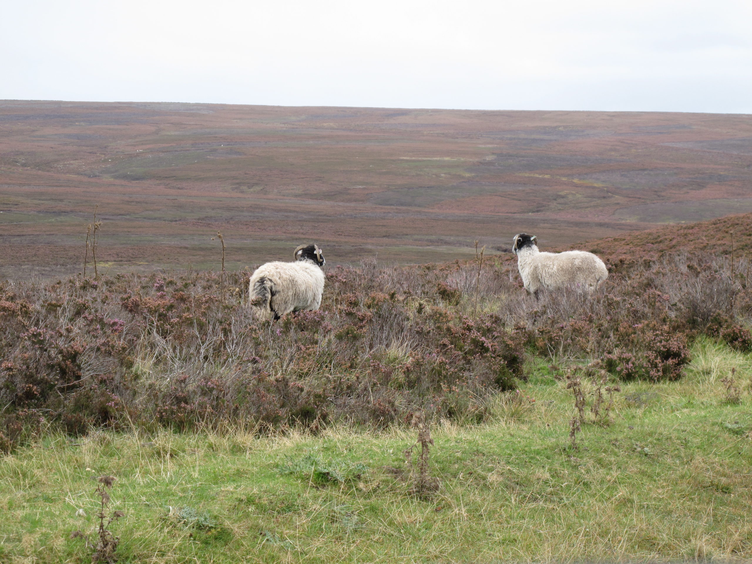 Sheep Among the Ruins - Roman Footprints
